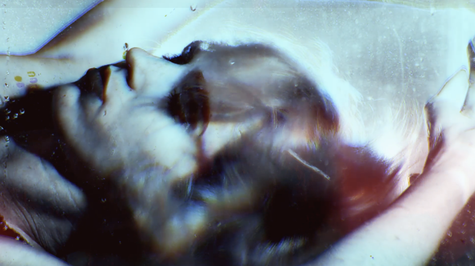 8MM – White Rabbit | MUSIC VIDEO OF THE WEEK – Berlin Music Video Awards